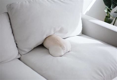 Запознайте се с тези очарователни френски булдози които са инстаграм сензация Мама 24