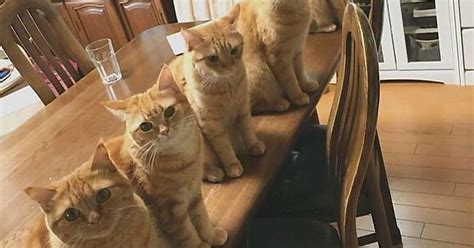 Copy And Paste Album On Imgur