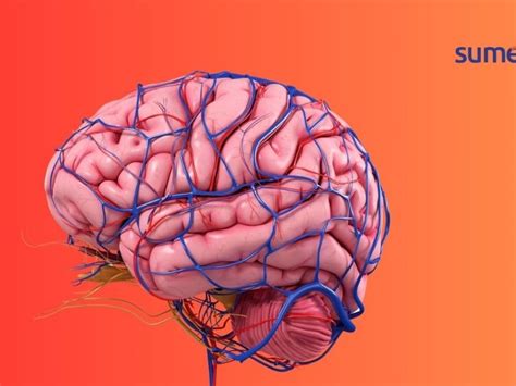 Ínsula Cerebral AnatomÍa Y Funciones Esenciales Explicadas