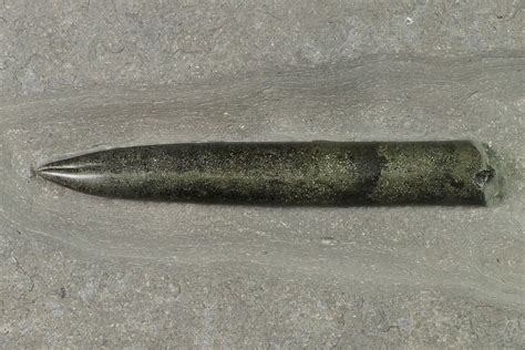 4 1 Pyritized Fossil Belemnite Acrocoelites Germany 170722 For