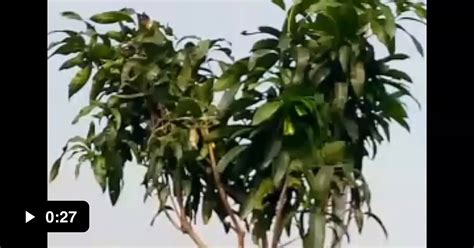Inikah yg diartikan semakin tinggi pohon semakin kencang anginnya ? - 9GAG