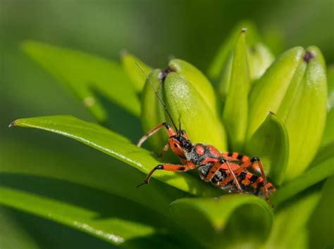 Assassin Bug Stock Photos Royalty Free Assassin Bug Images Depositphotos