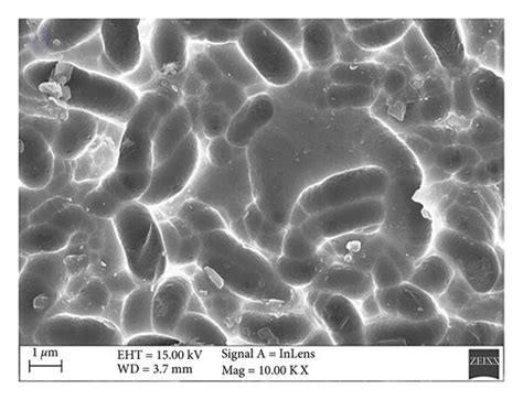 A Surface Morphology Of B Iv Tio2 Sio2 B Cross Section Of B Iv Download Scientific