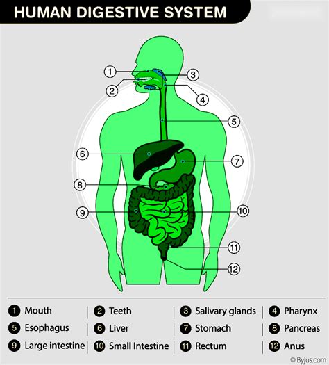 Human Digestive System Structure Parts Functions And Digestive Process