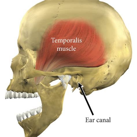 Measurement Principles Of The Ear Sensor The Ear Sensor Is Used For Download Scientific