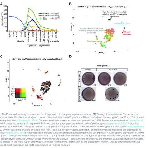 Eomesa Is A More Potent Inducer Of Endoderm Organiser And Dorsal