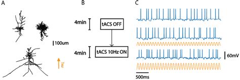 Tacs Simulation Setup A Examples Of The Complex Realistic