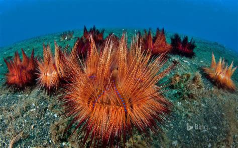Water Underwater Reef Close Up Fire Strait Marine Coral Nature