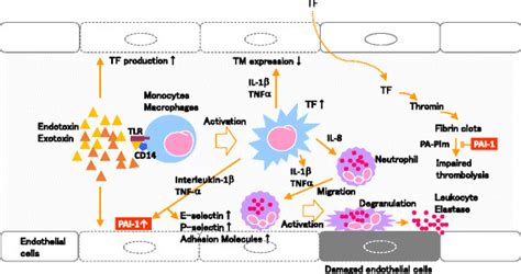 Schematic Representation Of Endothelial Dysfunction In Sepsis Tf