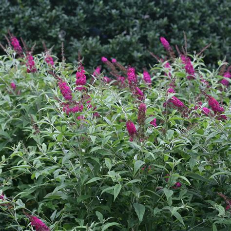 Miss Ruby Buddleia Spring Meadow Wholesale Liners Spring Meadow Nursery