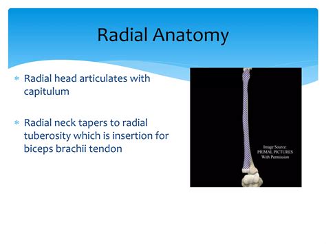 Anatomy Of Forearm PPTX