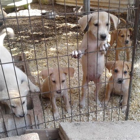 About Us Potcake Pals Rescue