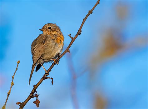 Young Robin Looking Sideways With Head Turned Backward Stan Schaap Photography