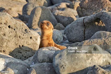 갈라파고스 바다 사자 잘로푸스 울레백기 가장 작은 바다 사자 종 갈라파고스 제도 에콰도르 남미의 모래 해변에 있는 따뜻한 햇살에