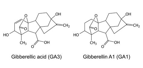 Applications Of Gibberellic Acid Chinese Factory Provide Top Quality