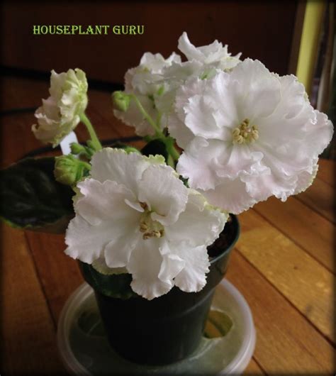 'RS Mavka' African violet