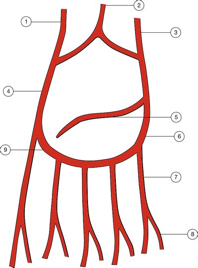 Importance Of Pedal Arch In Treatment Of Critical Limb Ischaemia Thoracic Key