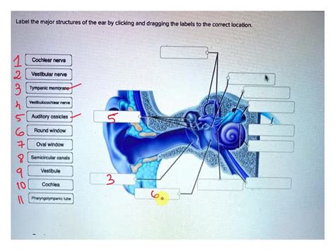 Solved Label The Major Structures Of The Ear By Clicking And Dragging The Labels To The Correct