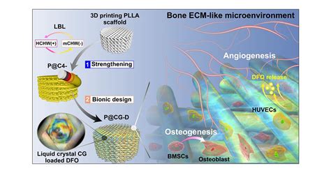 Bone Ecm Like 3d Printing Scaffold With Liquid Crystalline And Viscoelastic Microenvironment For