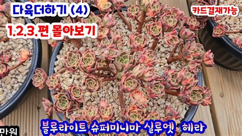 다육더하기 편 몰아보기 예쁜 다육이 수연 흑사금 샤넬 블루라이트 실루엣 로사로아 YouTube