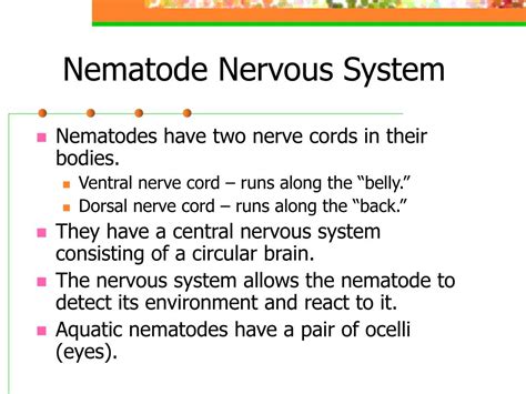 Nematode Nervous System