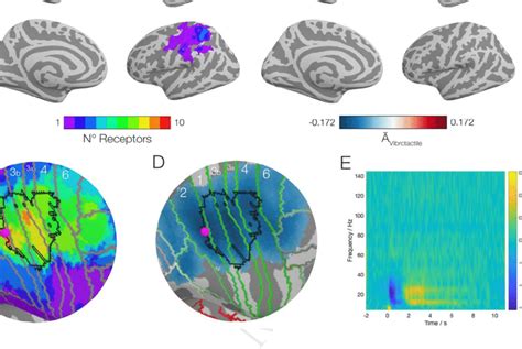 Results Of Vibrotactile Stimulation At The Perceived Receptive Field Of