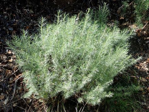 California Sagebrush Slv Habitat Restoration Program