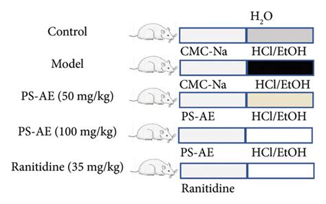 Ps Ae Attenuated The Hcl Etoh Induced Gastric Ulcer In Rats A Download Scientific Diagram