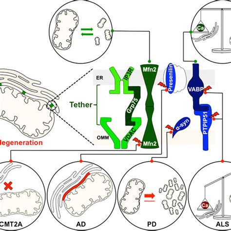 Mitochondria Associated Membranes Mams In Health And Download