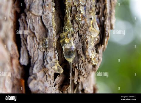 Macro Shot Of Sap Droplets Oozing Out Of A Tree Trunk Natures Essence Captured In Detail Stock
