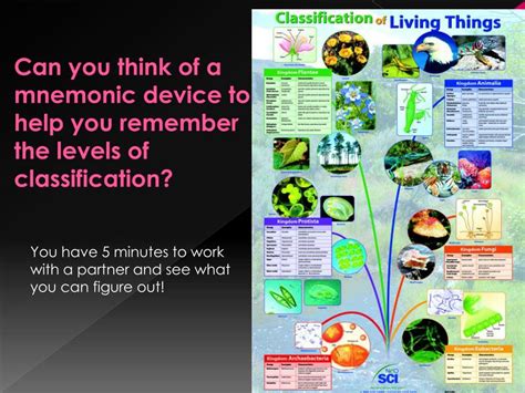 What Is The Mnemonic Device To Remember The Levels Of Classification At Sara Gosman Blog What Is The Mnemonic Device To Remember The Levels Of Classification At Sara Gosman Blog