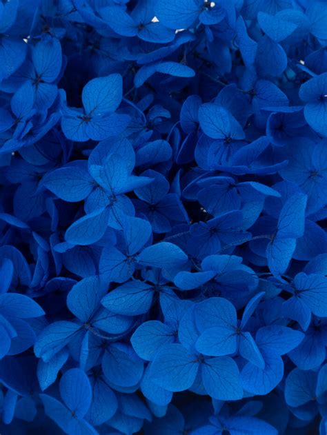 Гортензія стабілізована синя купити за ціною 499 грн • Dfb Elements Україна