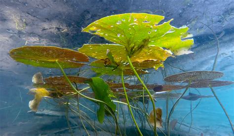 Watershed Trivia Species Of Planktonic Diatom In Our Lakes Glen Lake Association