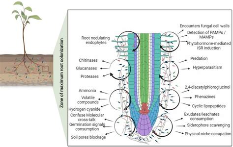 Biofertilizer Microbes And Plant Root Interaction In Response To