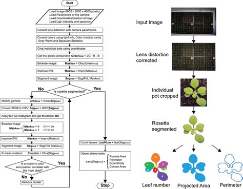 Flowchart Documenting Major Steps In Our Image Processing Pipeline Download Scientific Diagram
