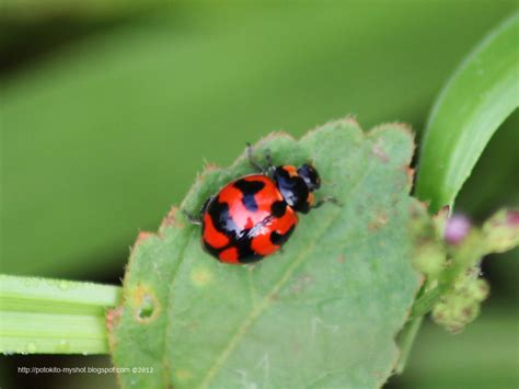 Ladybug Menochilus Sexmaculatus