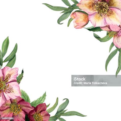 흰색 배경에 격리된 수채화 헬레보어 엽서 디자인 초대장 템플릿 발렌타인 데이 생일 어머니의 날 카드 청첩장을 위한 식물 그림 2월에 대한 스톡 벡터 아트 및 기타 이미지