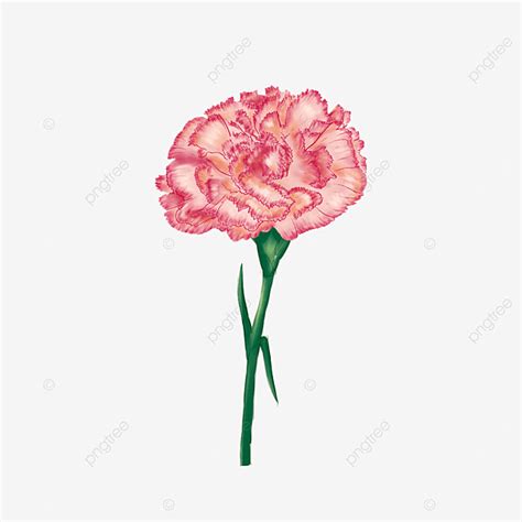 핑크 일러스트 카네이션 꽃 카네이션 꽃들 꽃다발 Png 일러스트 및 Psd 이미지 무료 다운로드 Pngtree