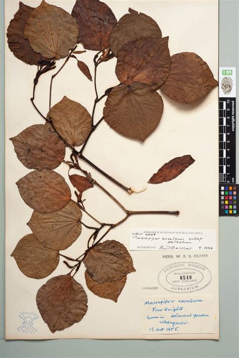 Macropiper Excelsum Subsp Peltatum R O Gardner Collections Online Museum Of New Zealand Te