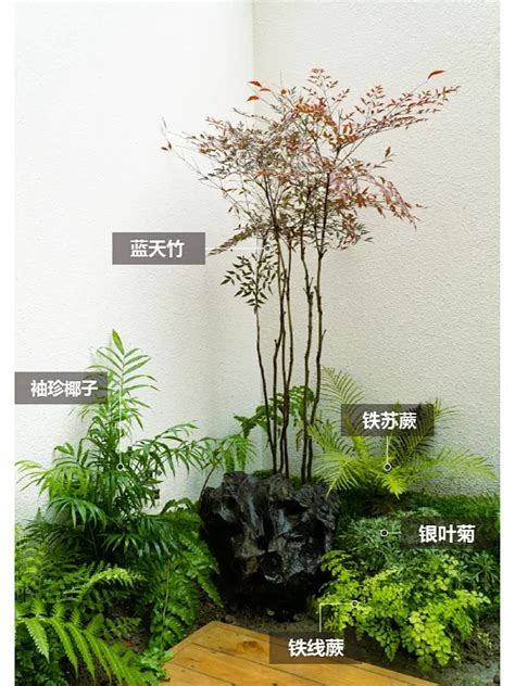 植物分享 日式庭院植物搭配的推荐~ 花瓣网