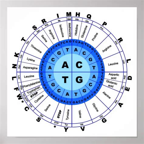 Dna Genetic Code Circle Gene Codon Amino Acid Poster Zazzle