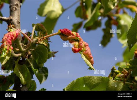 Branch Of Fruit Tree With Wrinkled Leaves Affected By Black Aphid