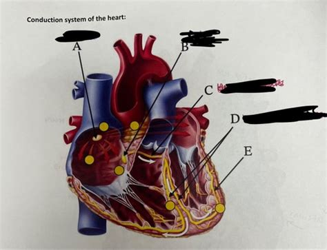 Chapter 18 Lecture Exam Flashcards Quizlet