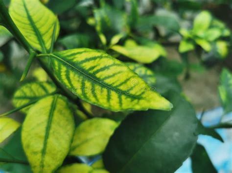 Trace Element Deficiency On Lime Leaves Stock Image Image Of Element Lime 153261887