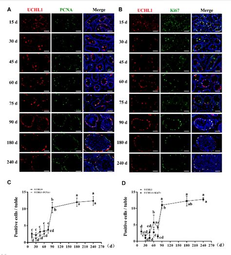 Figure 3 From Single Cell Transcriptomics Reveals Male Germ Cells And Sertoli Cells