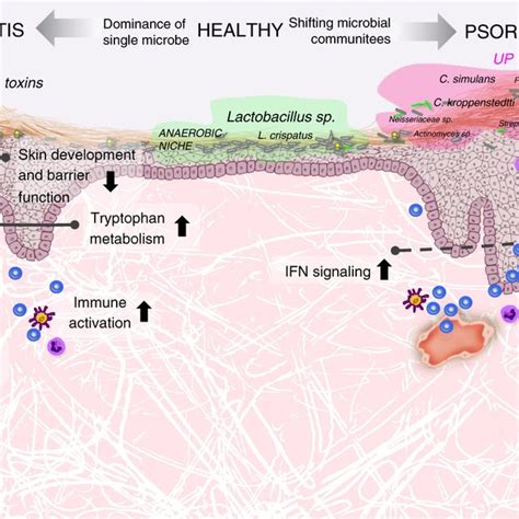 Host−microbe Interaction In Atopic Dermatitis And Psoriasis Ad Is