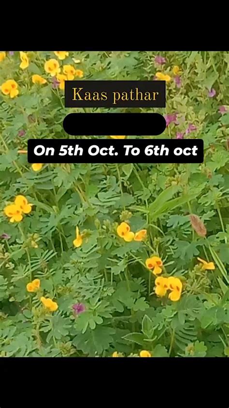 Kas Pathar Satara • Instagram Photos And Videos
