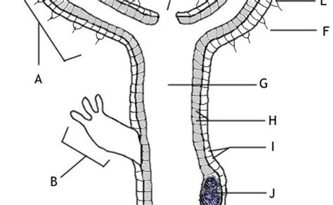 Hydra Diagram Class