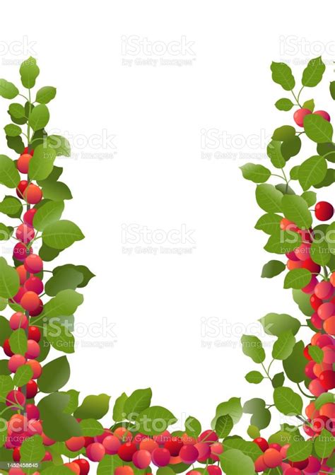 잘 익은 과일과 나무 체리 매화입니다 프레임 형태의 분기 식용 수확을 가진 정원 식물 단풍과 나뭇잎이있는 가지 흰색 배경에 격리 벡터 과일에 대한 스톡 벡터 아트 및 기타