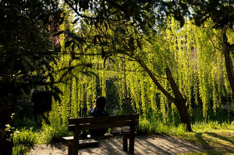 긴 머리를 한 사람이 나무 벤치에 혼자 앉아 따뜻한 햇살 아래 무성한 푸른 나무를 바라보고 있습니다 평화로운 풍경은 자연의 고요함과 아름다움을 포착합니다 20 24세에 대한